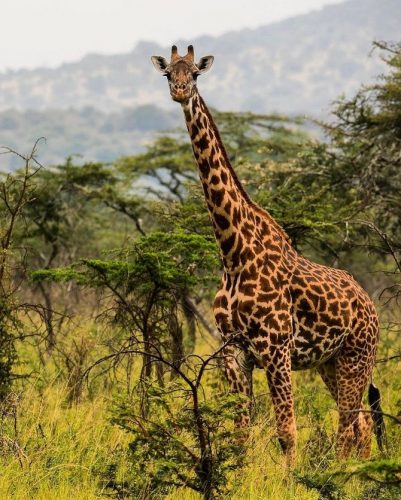 Топ-10 найбільших тварин, що мешкають на планеті Земля