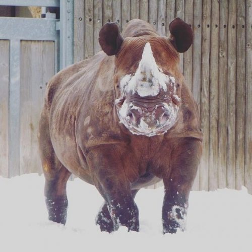 Животные в снегу: веселая фото и видеоподборка