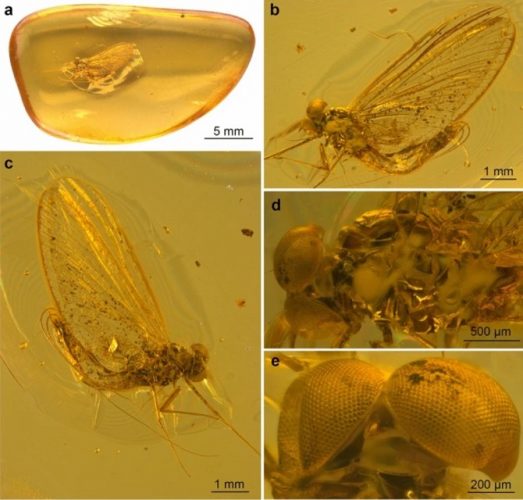 Scientists managed to discover a new species of insects that lived 35 ...