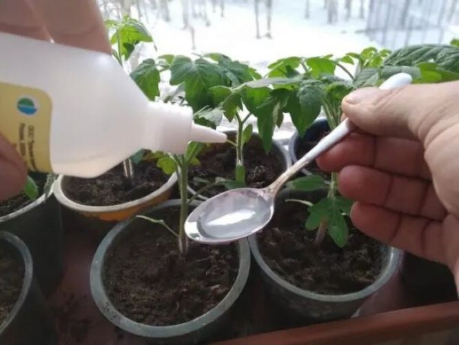 Перекись водорода в качестве удобрения для растений
